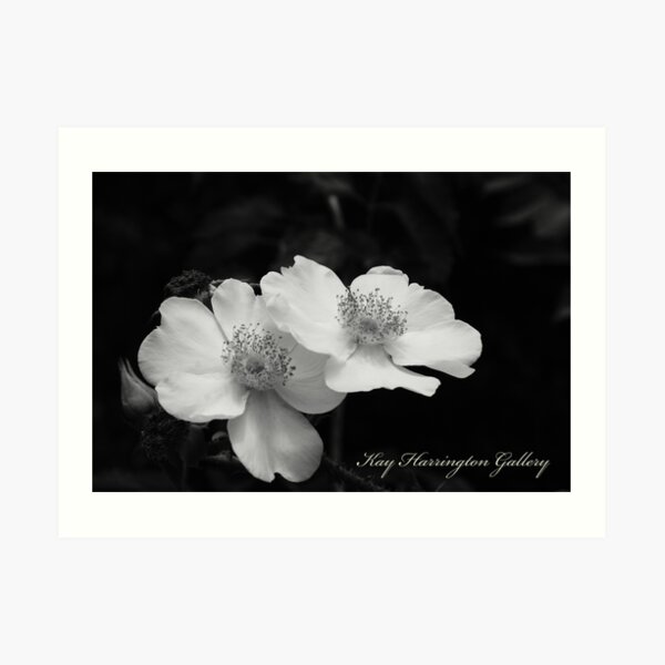 Cherokee Rose Art Prints | Redbubble