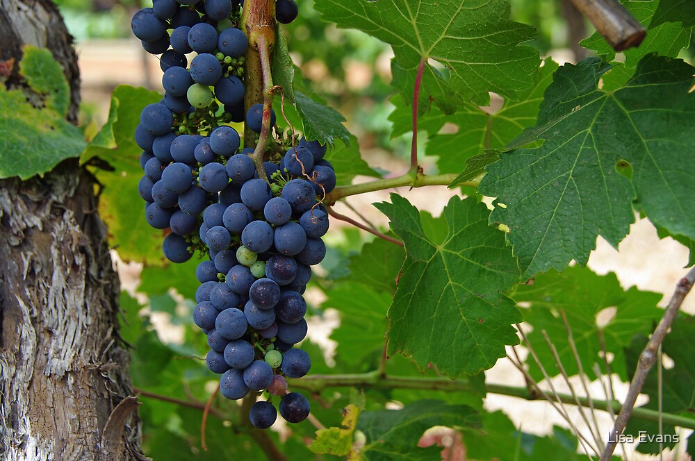 "Wine Grapes, Margaret River, Western Australia. " by Lisa Evans ...