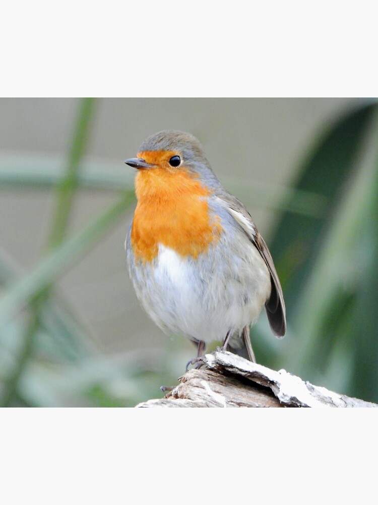 "A wonderful little Red Robin" Sticker for Sale by Karen Thomson ...