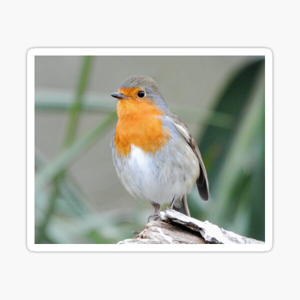"A wonderful little Red Robin" Sticker for Sale by Karen Thomson ...