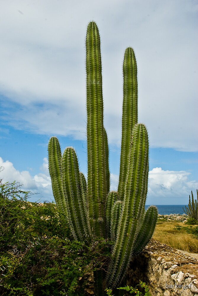 "Aruba Cactus" by barkeypf | Redbubble
