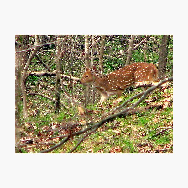 Axis Deer Wall Art | Redbubble