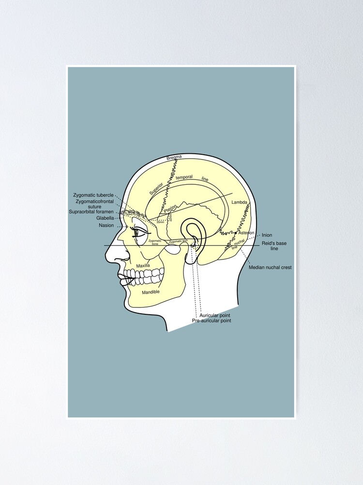 "Cranium Diagram" Poster by Slinky-Reebs | Redbubble