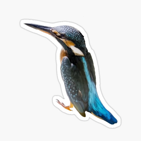 "A Beautiful Diving Water Bird Vector" Sticker for Sale by taiche ...