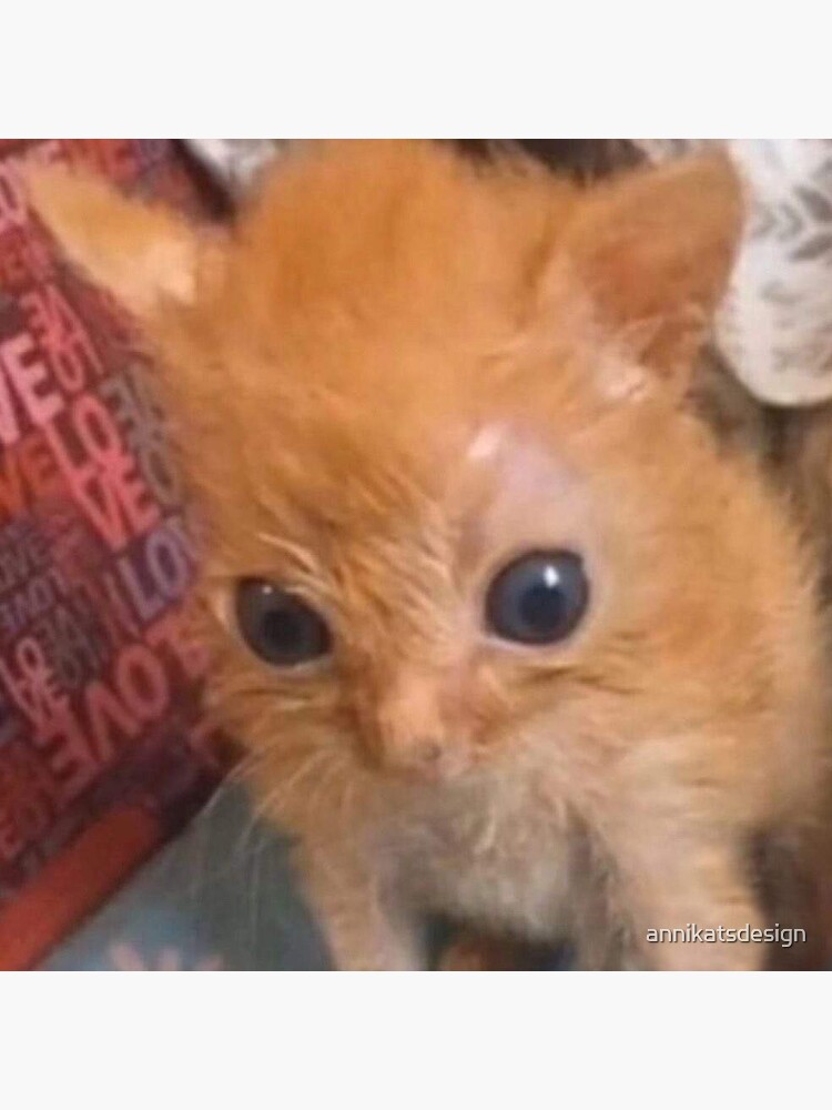 "Skrunkly orange cat" Sticker for Sale by annikatsdesign | Redbubble