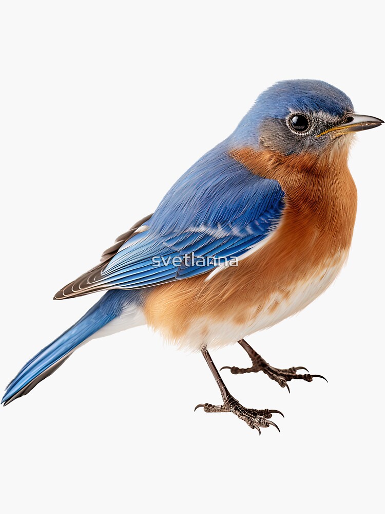 "Eastern Bluebird Isolated on White Background . AI generated ...