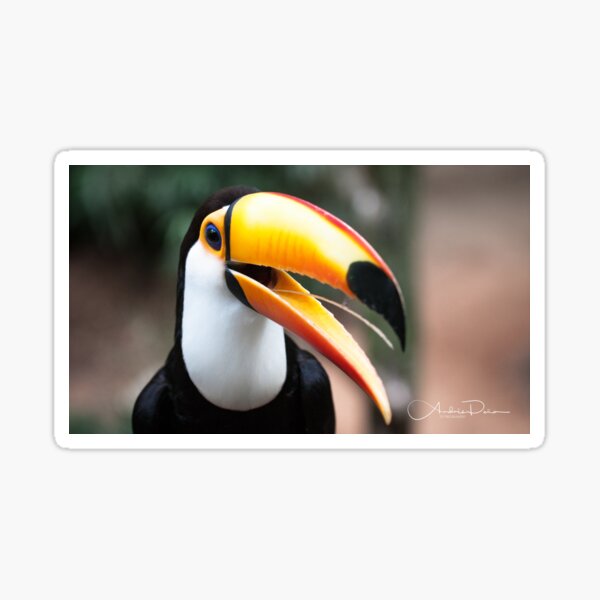 "Smiling Tucan" Sticker for Sale by JAPhoto | Redbubble