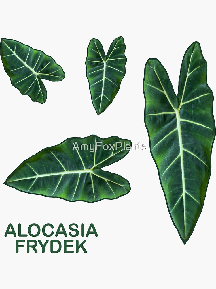 "Alocasia Frydek sticker set" Sticker for Sale by AmyFoxPlants | Redbubble