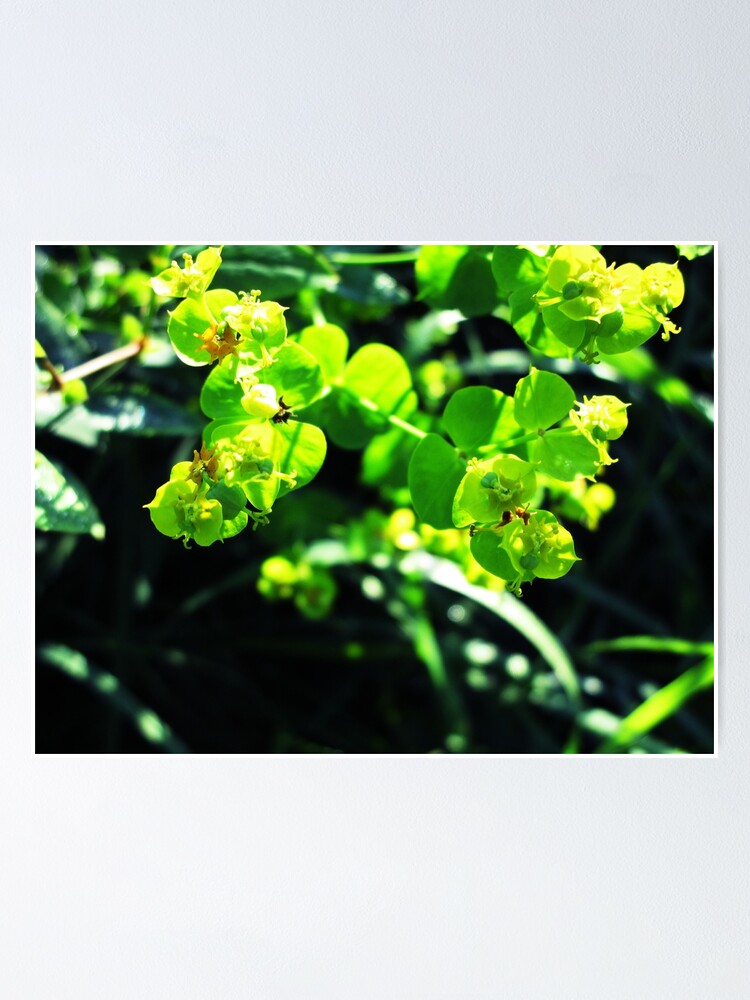 "Green grass and flowers joyful art photography | green grass uplifting ...