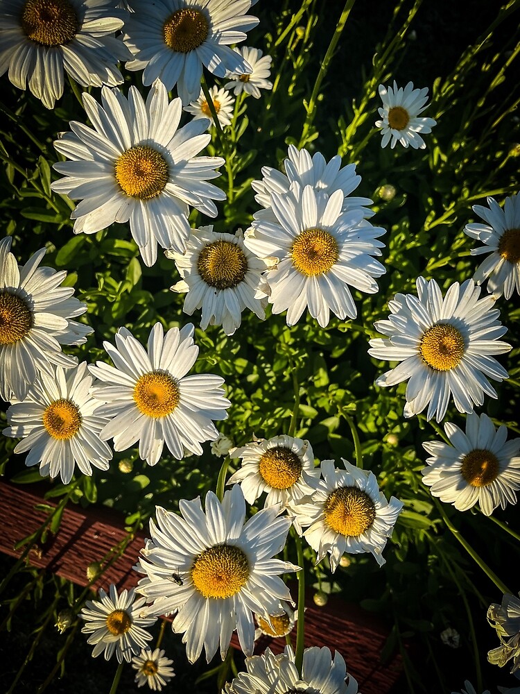 "Shasta Daisy Flowers, Los Angeles, California" Photographic Print for ...