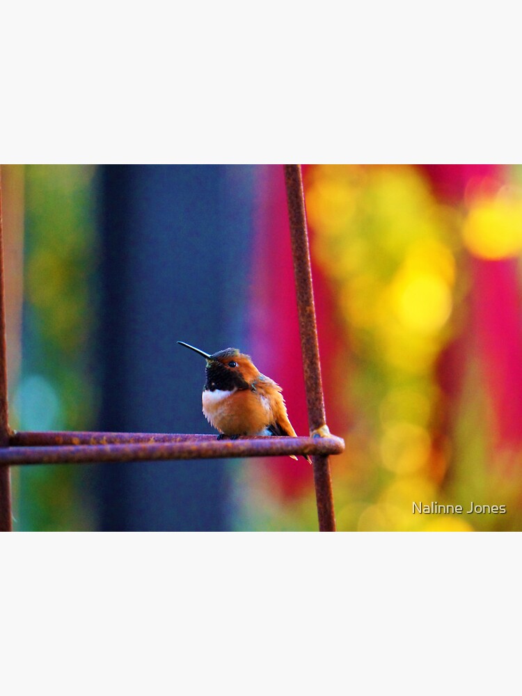 "Fat Little Hummingbird" Sticker for Sale by 1Redbublppasswo | Redbubble