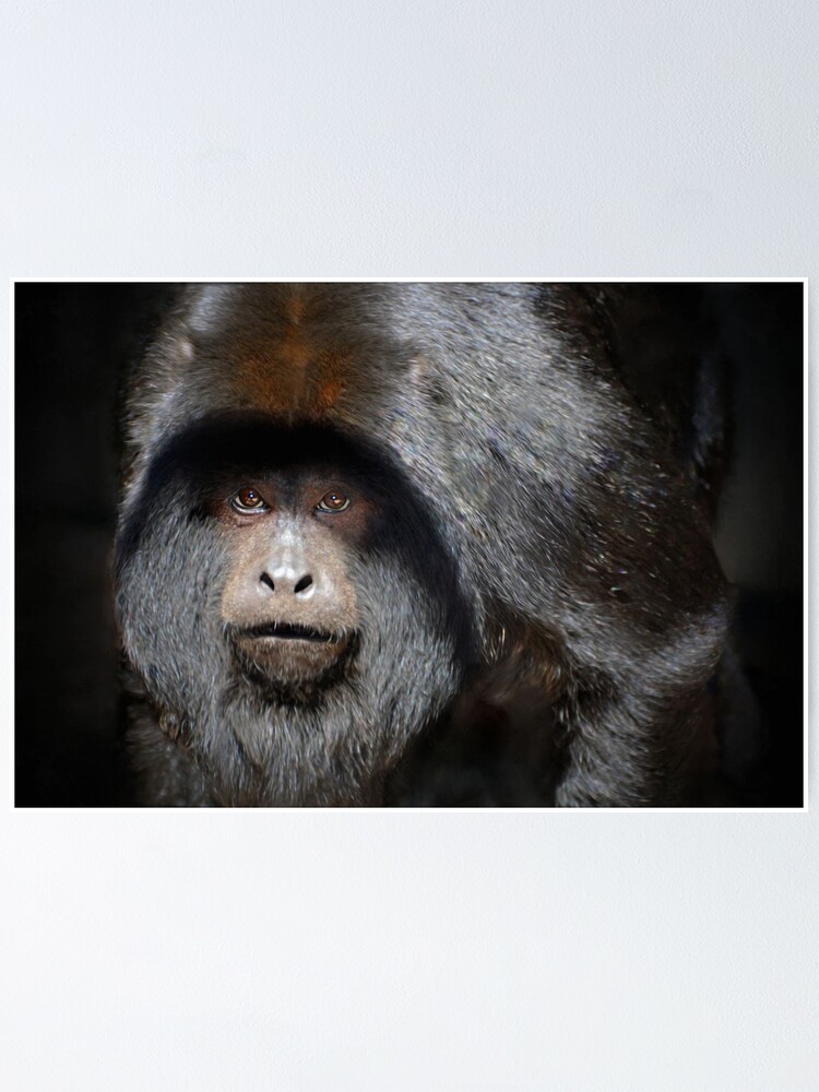 "Black Howler Monkey" Poster for Sale by venny | Redbubble
