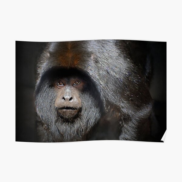 "Black Howler Monkey" Poster for Sale by venny | Redbubble