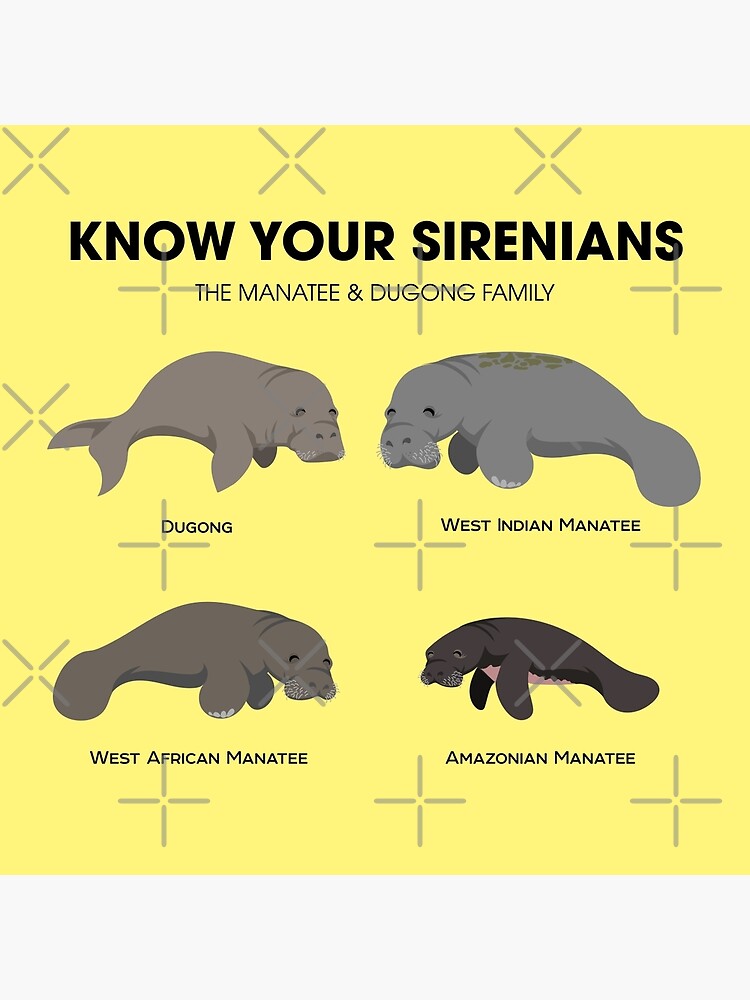 "Know Your Sirenians" Art Print by PepomintNarwhal | Redbubble