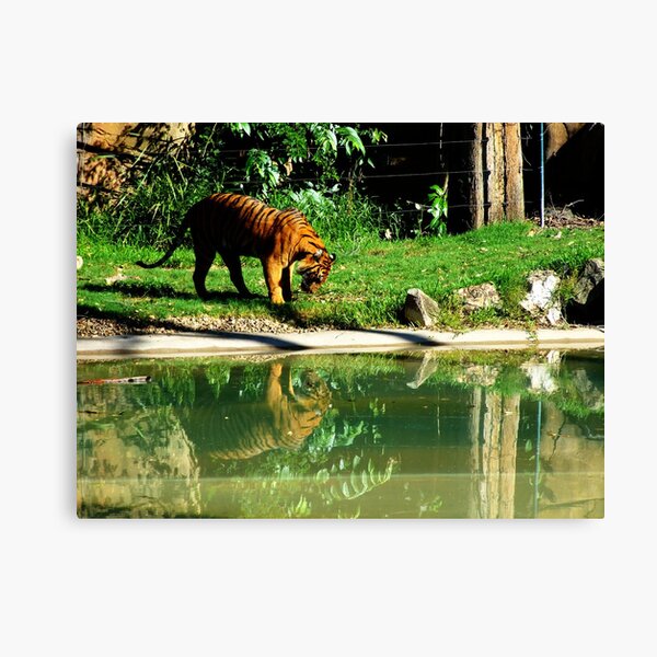 Cat Reflection Tiger Canvas Prints | Redbubble