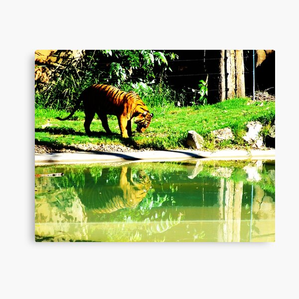 Cat Reflection Tiger Canvas Prints | Redbubble