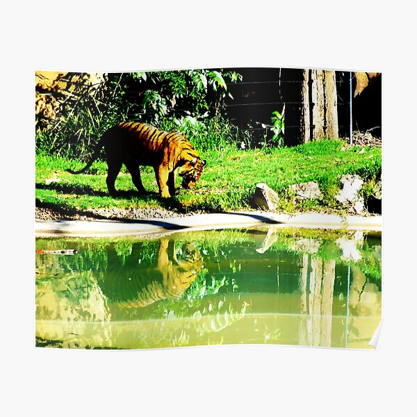 Cat Reflection Tiger Posters | Redbubble
