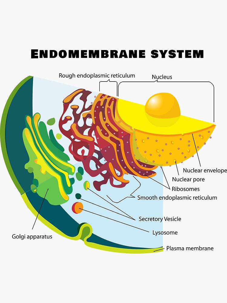 "Endomembrane System on a Eukaryote Cell Chart" Sticker for Sale by ...