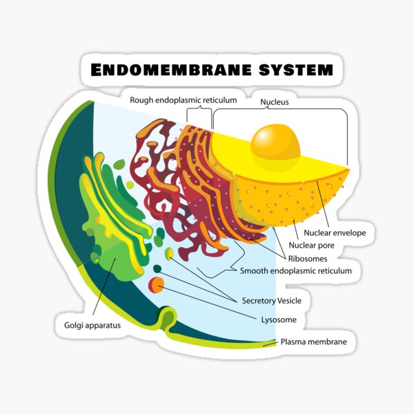 "Endomembrane System on a Eukaryote Cell Chart" Sticker for Sale by ...