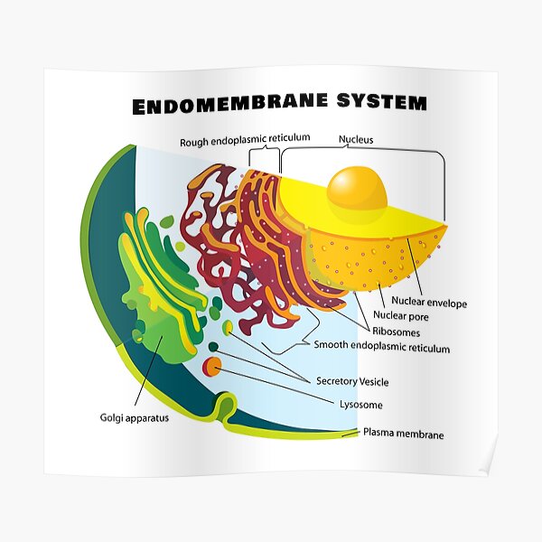 Diagram The Endomembrane System Of Eukaryotic Cells Endomemb