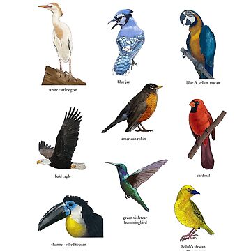 "Realistic Bird Bundle - Ornithology Study Labeled Drawings" Sticker ...