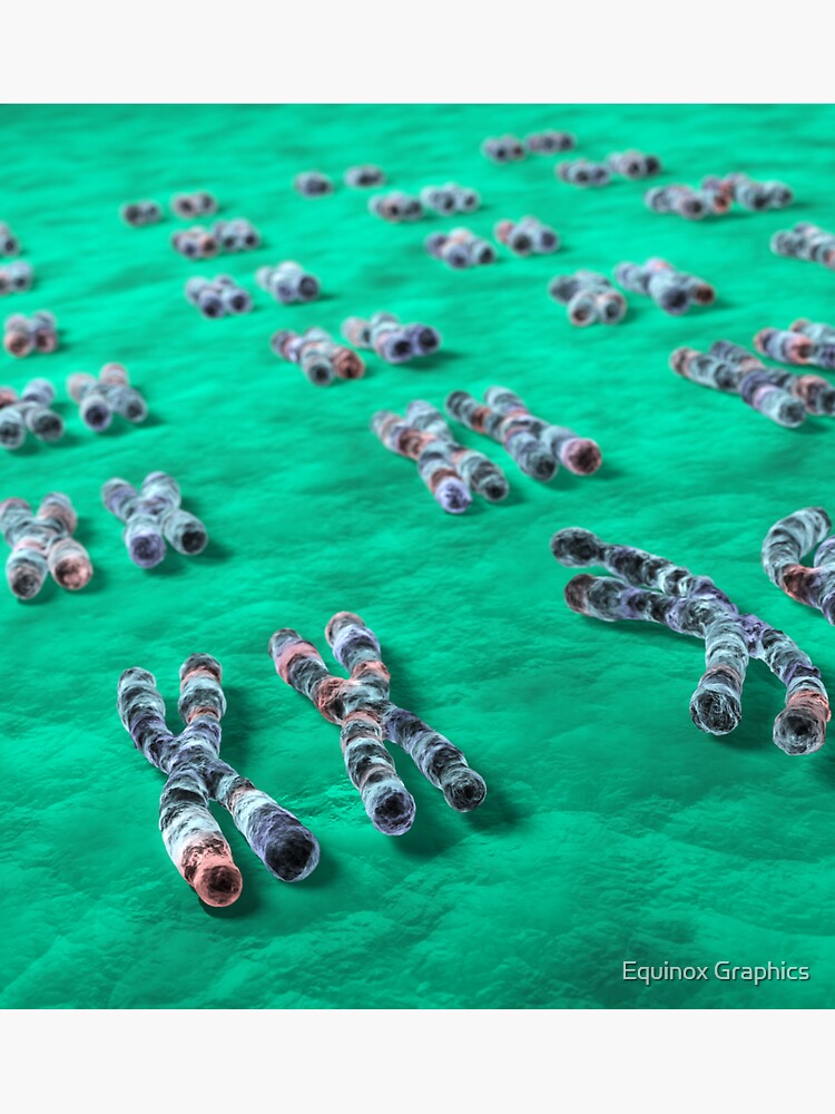 "Human Chromosomes" Sticker by equinoxgraphics | Redbubble