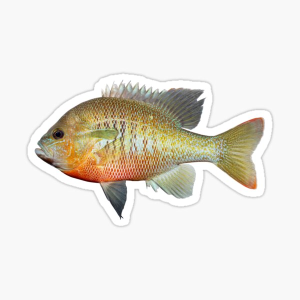 "redbreast sunfish" Sticker for Sale by YourFishShop | Redbubble