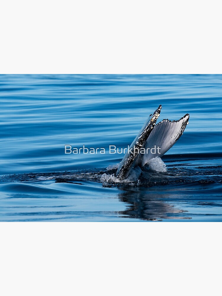 "Juvenile Humpback Whale #2 _ Deep Dive" Photographic Print for Sale by ...