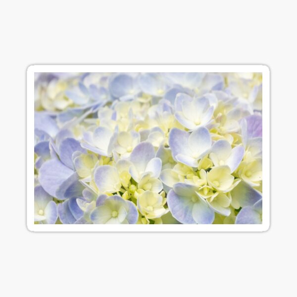 "Hydrangea Flowers" Sticker for Sale by TinyDinoDesigns | Redbubble