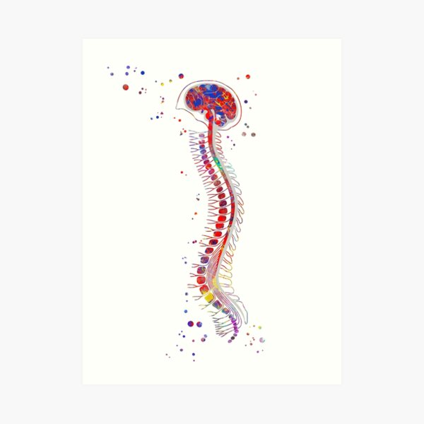 "Brain with spinal cord, brain anatomy, medical art" Art Print for Sale ...