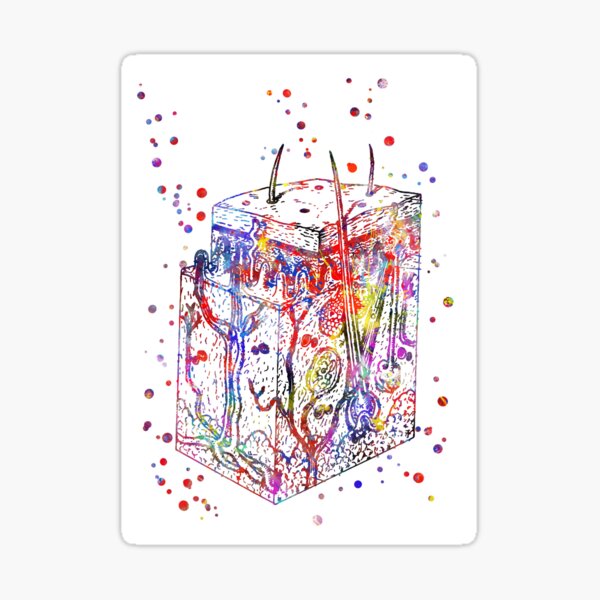 "Anatomical watercolor from skin layers, epidermis, epidermis art, skin ...