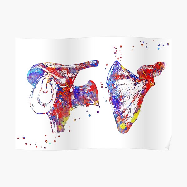 "Scapula and Clavicle, anatomy art, watercolor scapula and clavicle ...