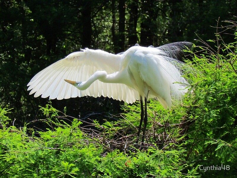 "Preening The Wings" by Cynthia48 | Redbubble