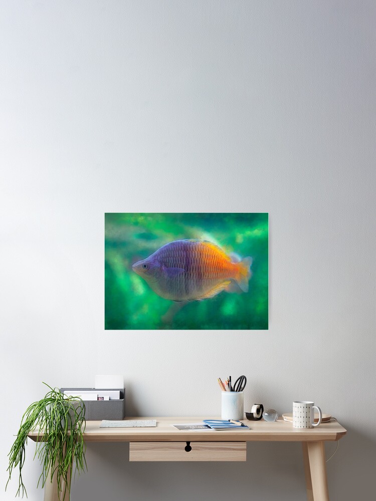 "Rainbow Fish" Poster for Sale by KGSPhotoArt | Redbubble