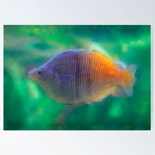 "Rainbow Fish" Poster for Sale by KGSPhotoArt | Redbubble