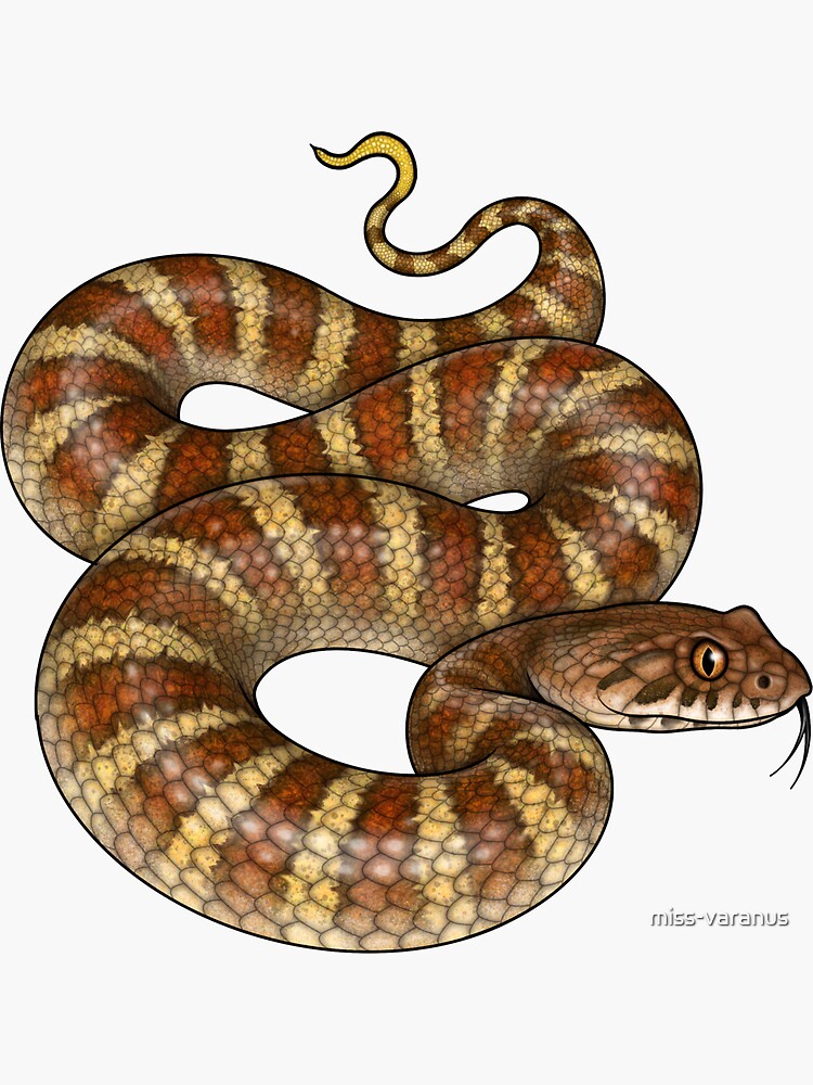 "Death Adder" Sticker for Sale by miss-varanus | Redbubble