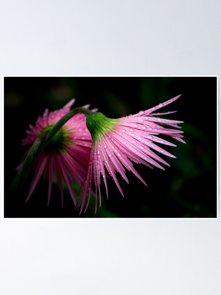 "Pink Gerber" Poster by colinsart | Redbubble