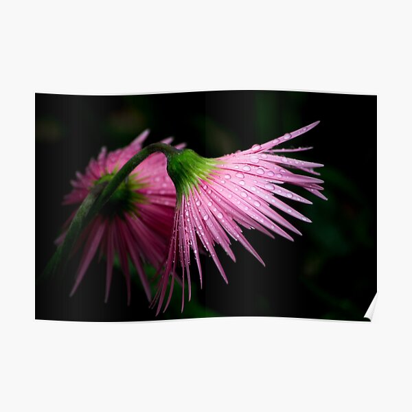 "Pink Gerber" Poster by colinsart | Redbubble