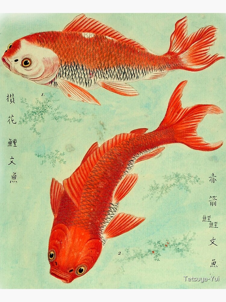 "Two Koi Dance" Poster for Sale by Tetsuya-Yui | Redbubble