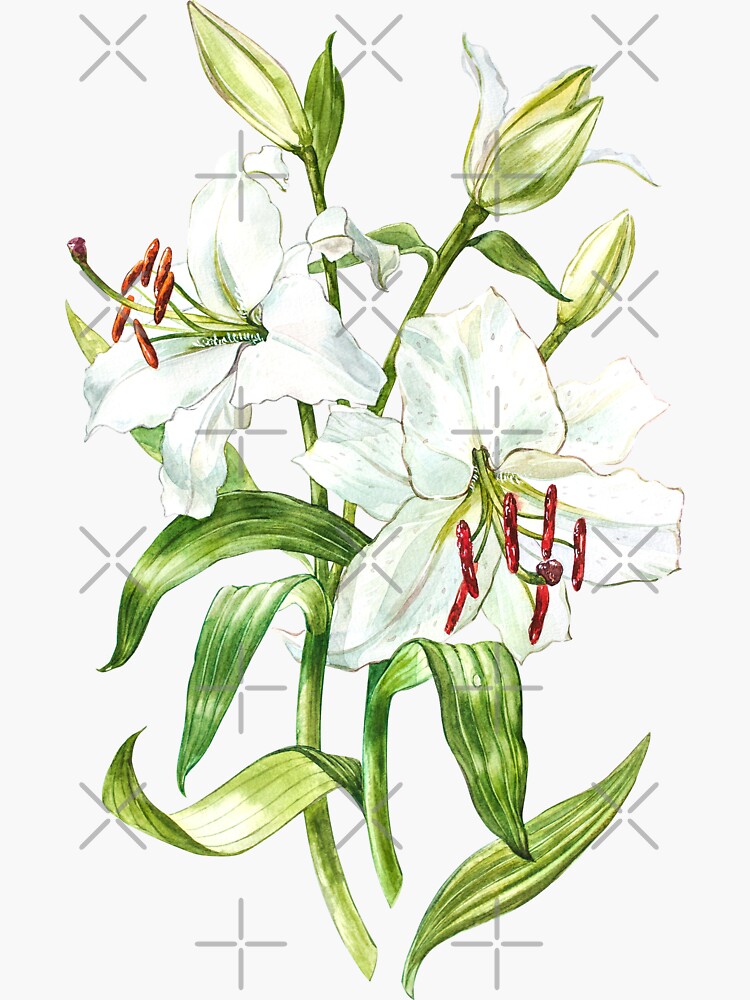 "White lilies" Sticker for Sale by Asetrova | Redbubble