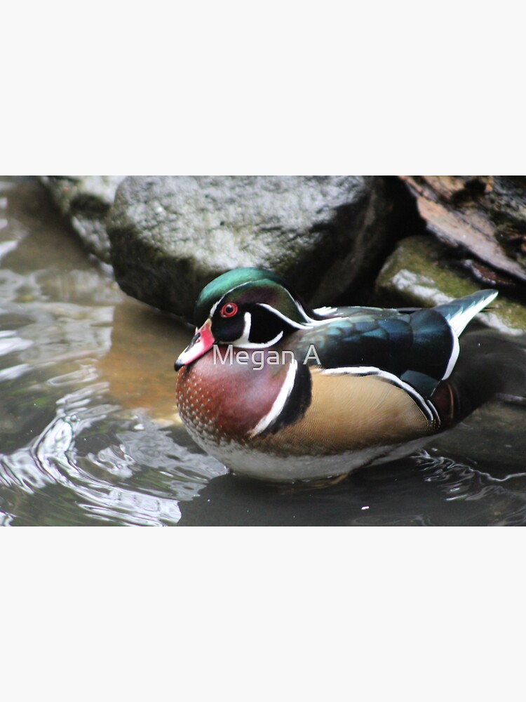 "wood duck" Sticker for Sale by MeganEA | Redbubble