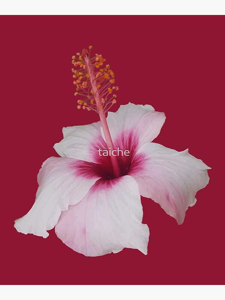 Hibiscus Cut Out Print Out