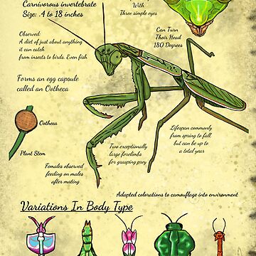 "Praying Mantis Journal Page" Art Board Print for Sale by DragoniciPici ...