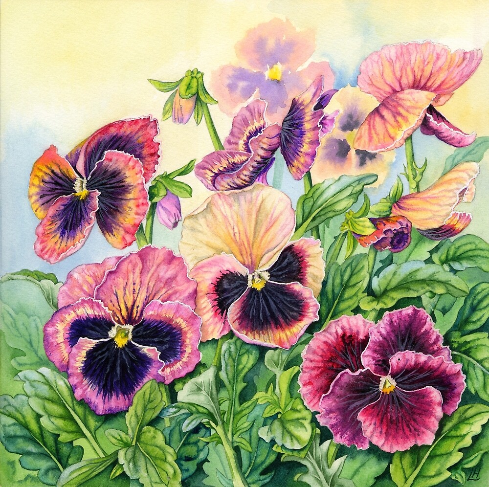 "Victorian Pansies (watercolour on paper)" by Lynne Henderson | Redbubble
