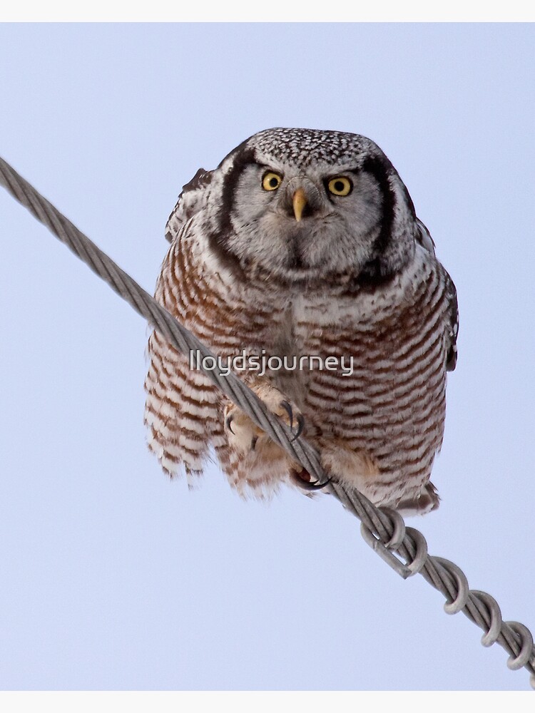 "Northern Hawk Owl 2" Art Print for Sale by lloydsjourney | Redbubble