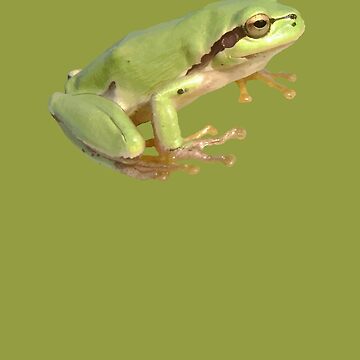 "Cute European Green Tree Frog Cut Out" Sticker for Sale by taiche ...