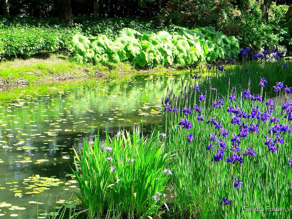 "Path of Glory" by Sandra Fortier | Redbubble