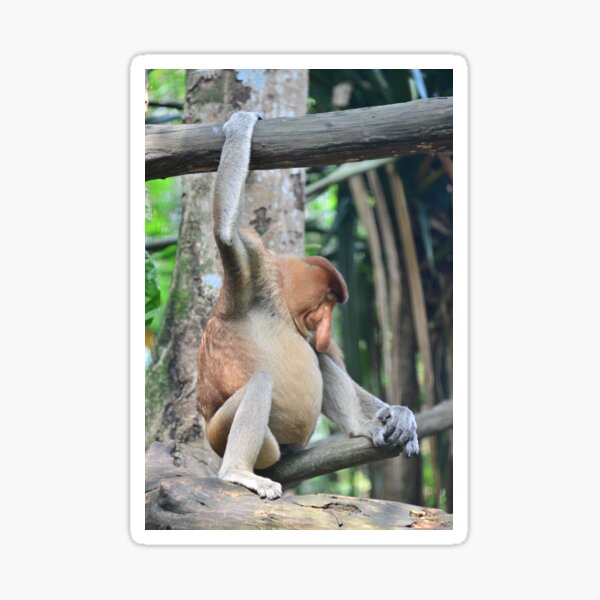 "Sleeping monkey" Sticker for Sale by jooles1707 | Redbubble
