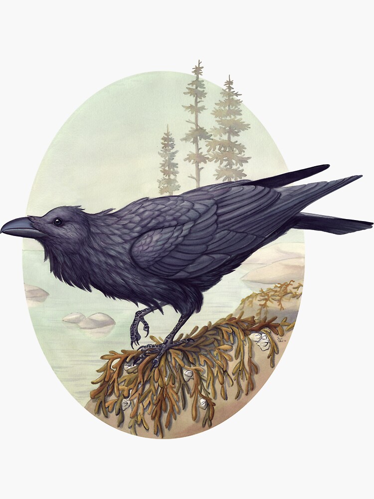 "Raven of the North Atlantic" Sticker for Sale by JadaFitch | Redbubble