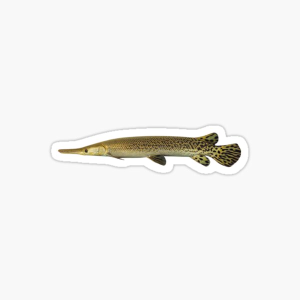 "Alligator Gar Sticker" Sticker for Sale by sorryforthewait | Redbubble